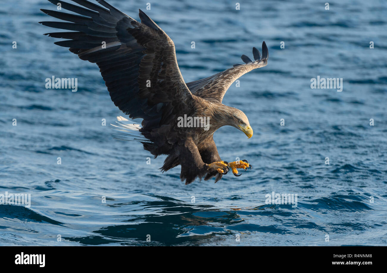 Adult White-tailed eagle fishing. Blue Ocean Background. Scientific ...