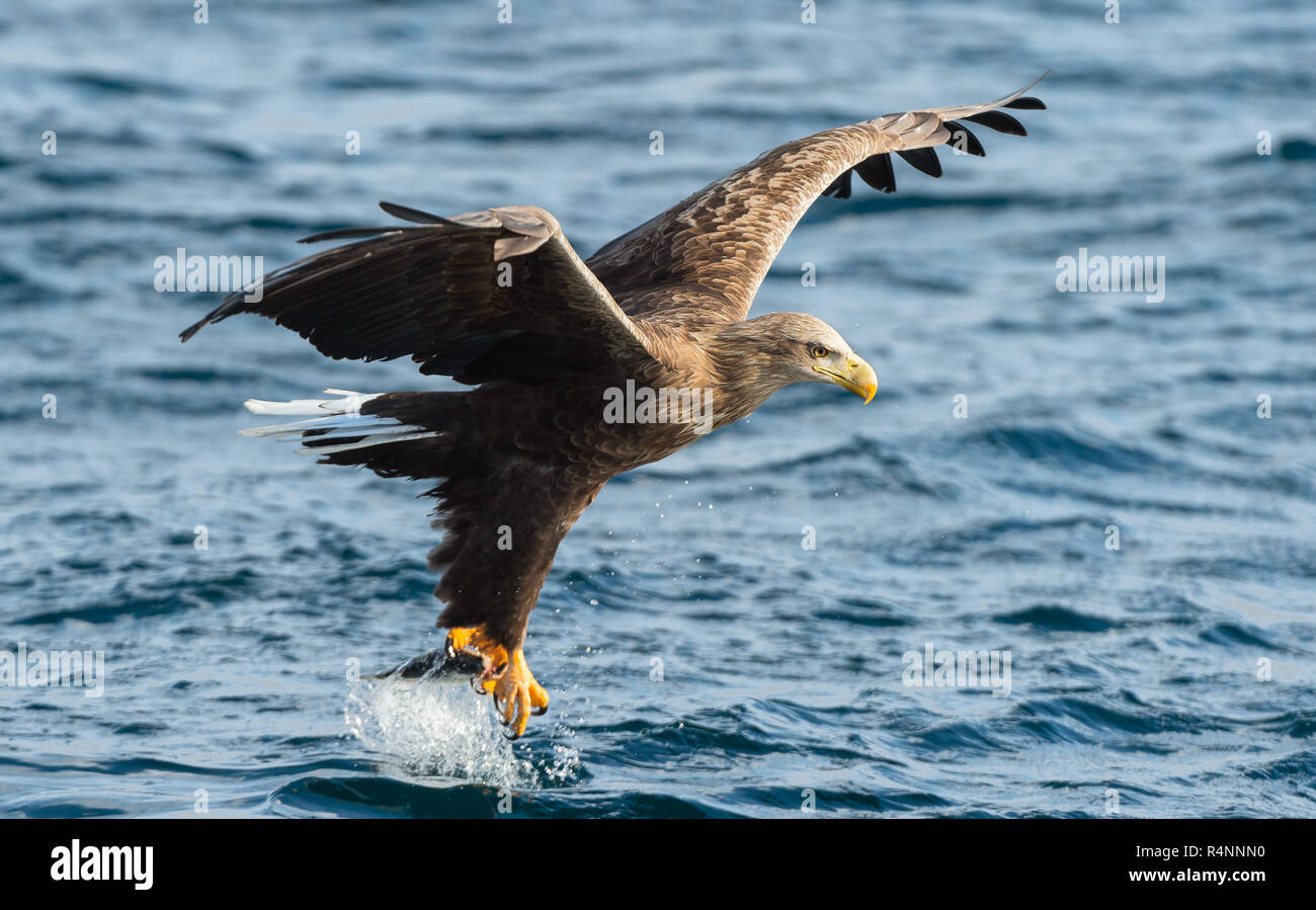 Adult White-tailed eagle fishing. Blue Ocean Background. Scientific ...