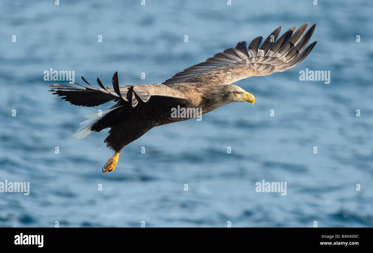 Adult White-tailed eagle fishing. Blue Ocean Background. Scientific ...