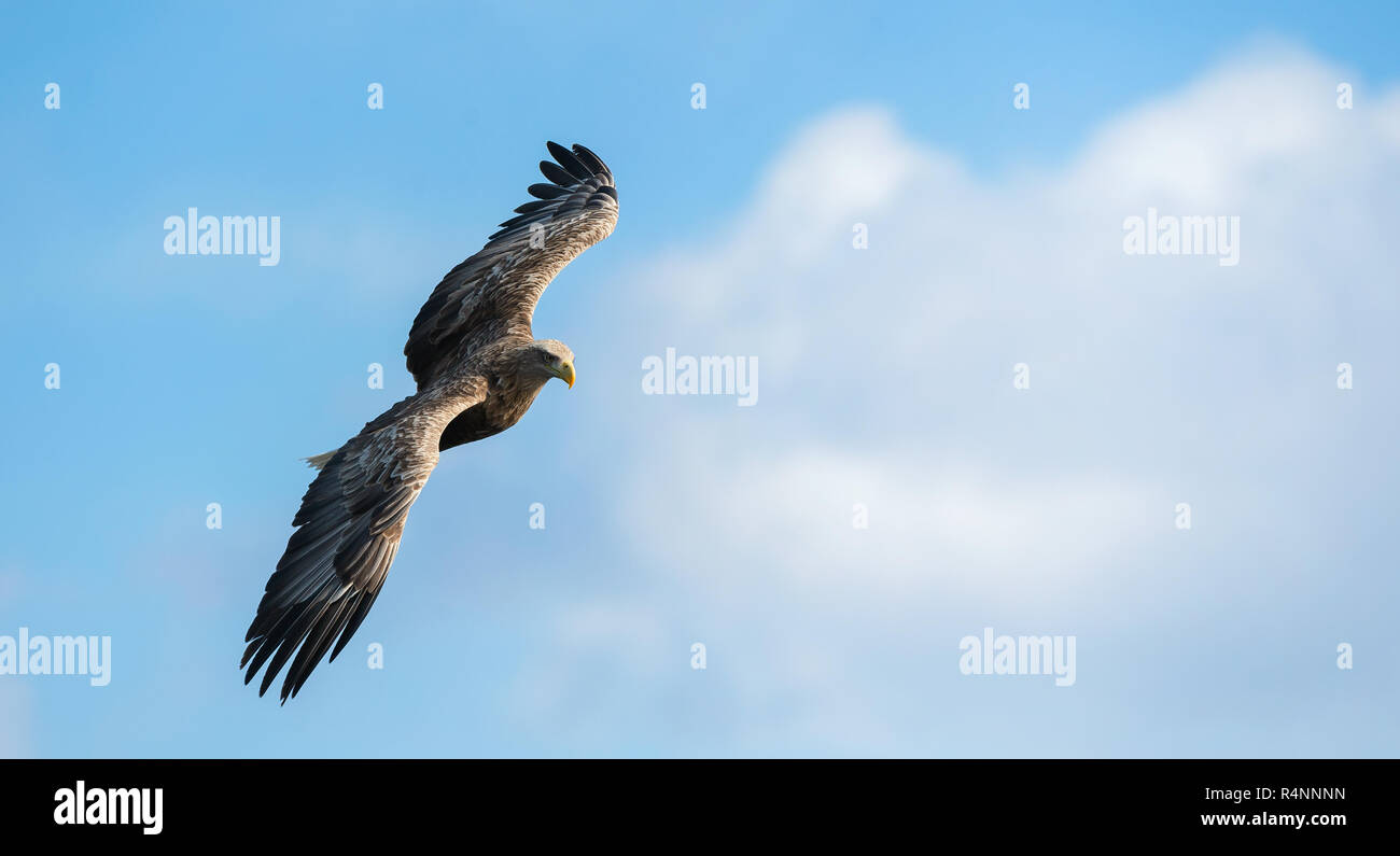 Adult white tailed eagle in flight. Blue sky background. Scientific ...