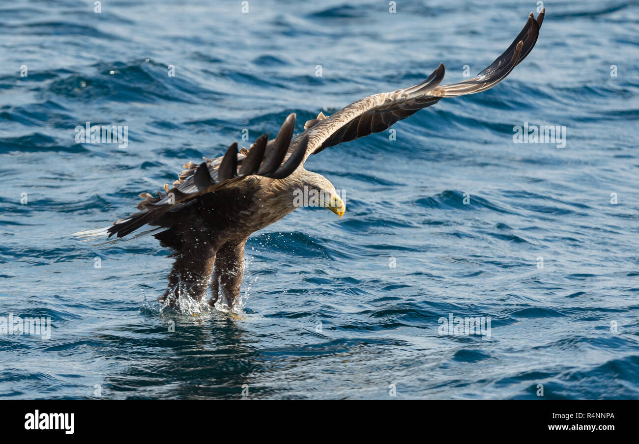 Adult White-tailed eagle fishing. Blue Ocean Background. Scientific ...