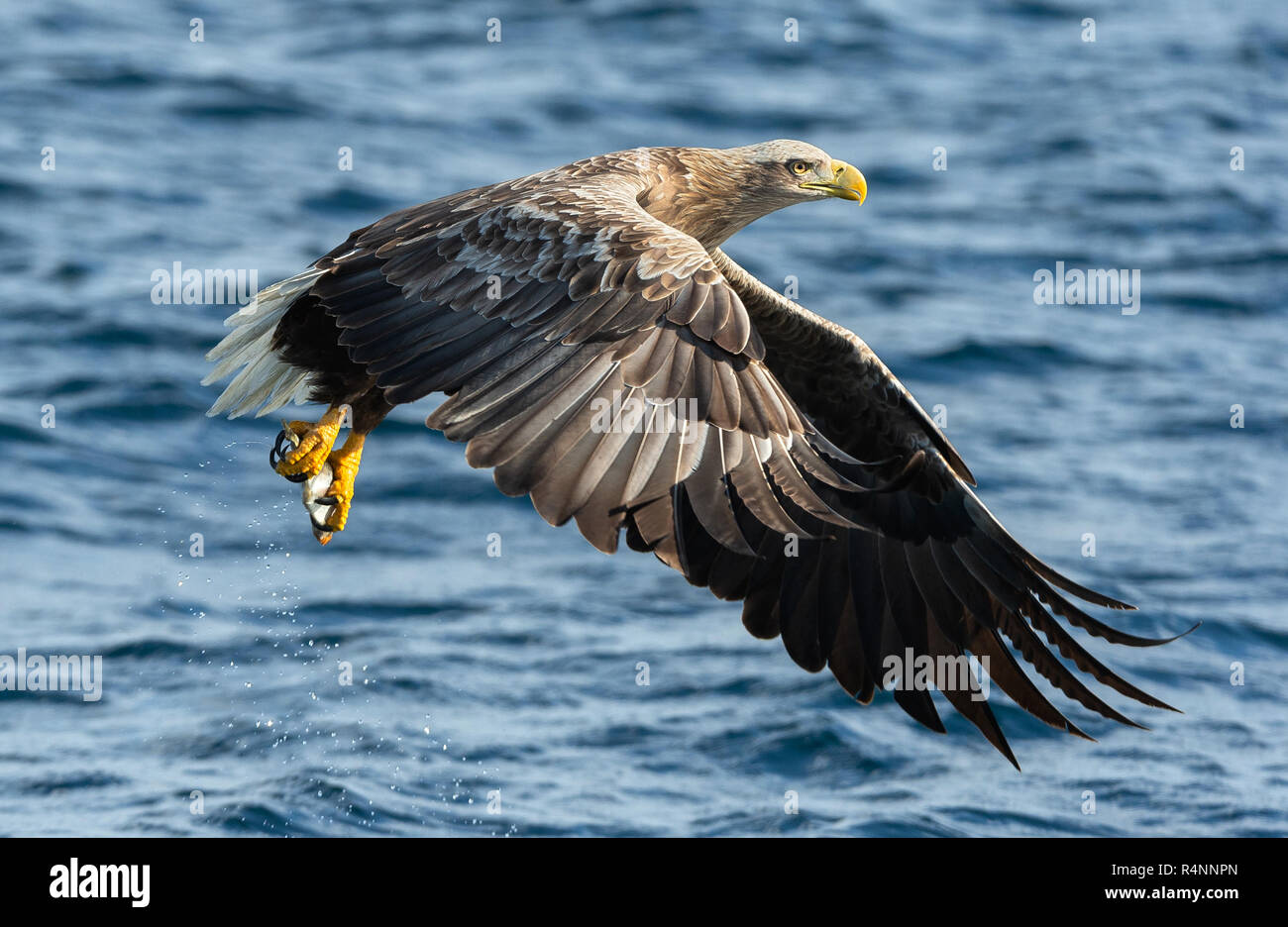 Adult White-tailed eagle fishing. Blue Ocean Background. Scientific ...