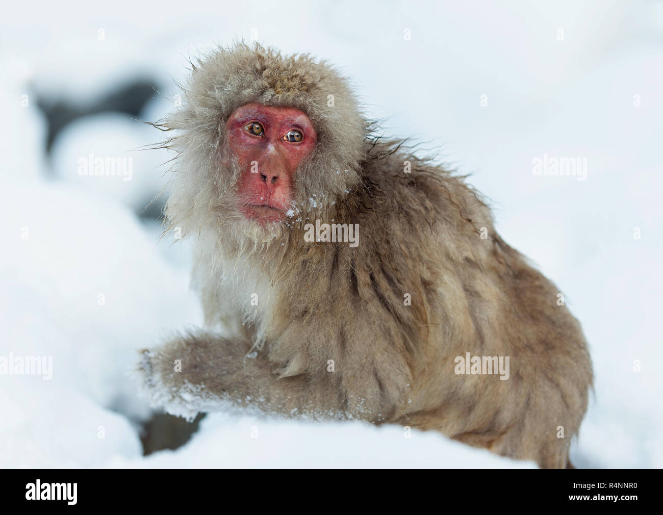 Snow monkey on the snow. Winter season. The Japanese macaque ...