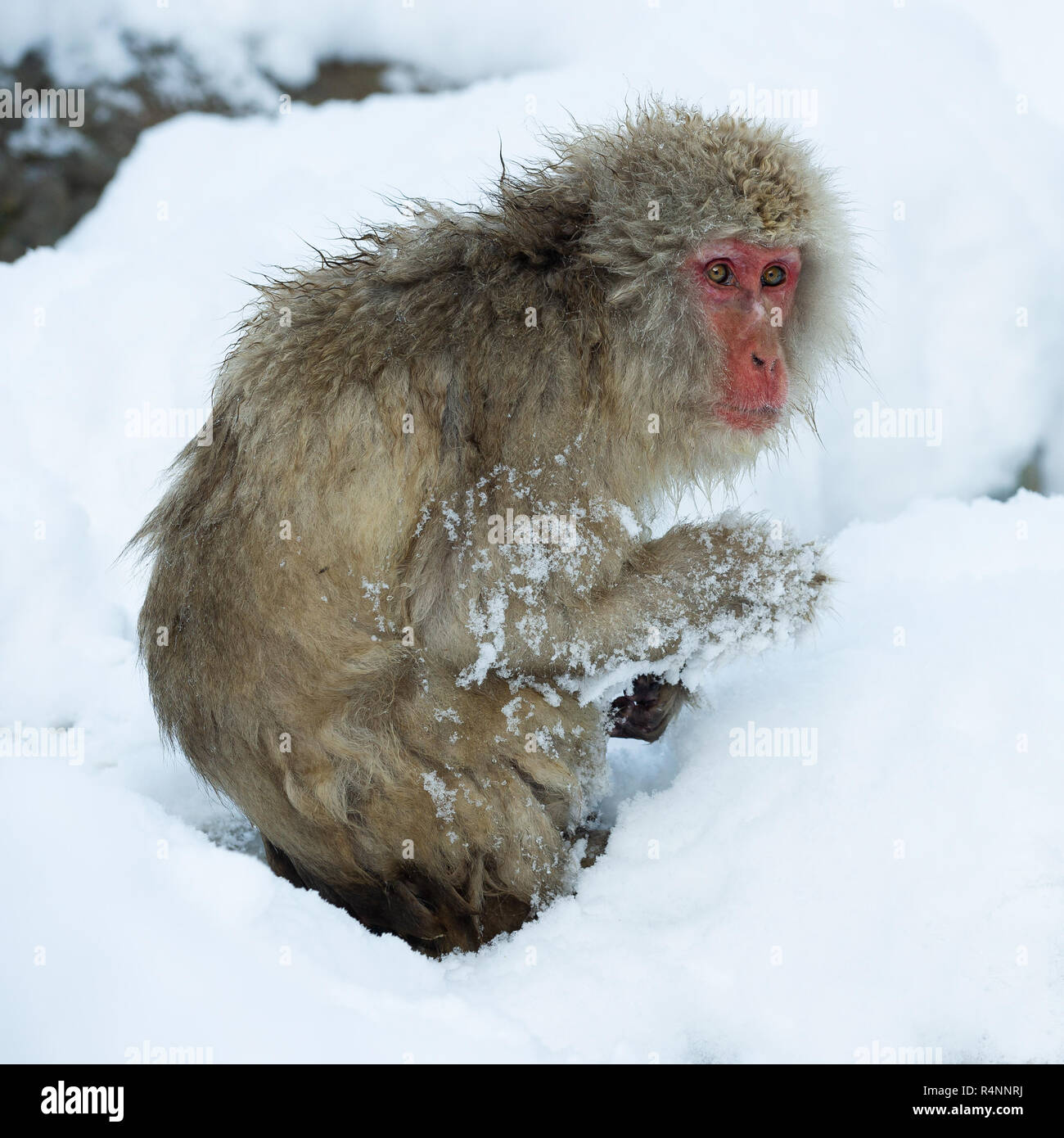Snow monkey on the snow. Winter season. The Japanese macaque ...