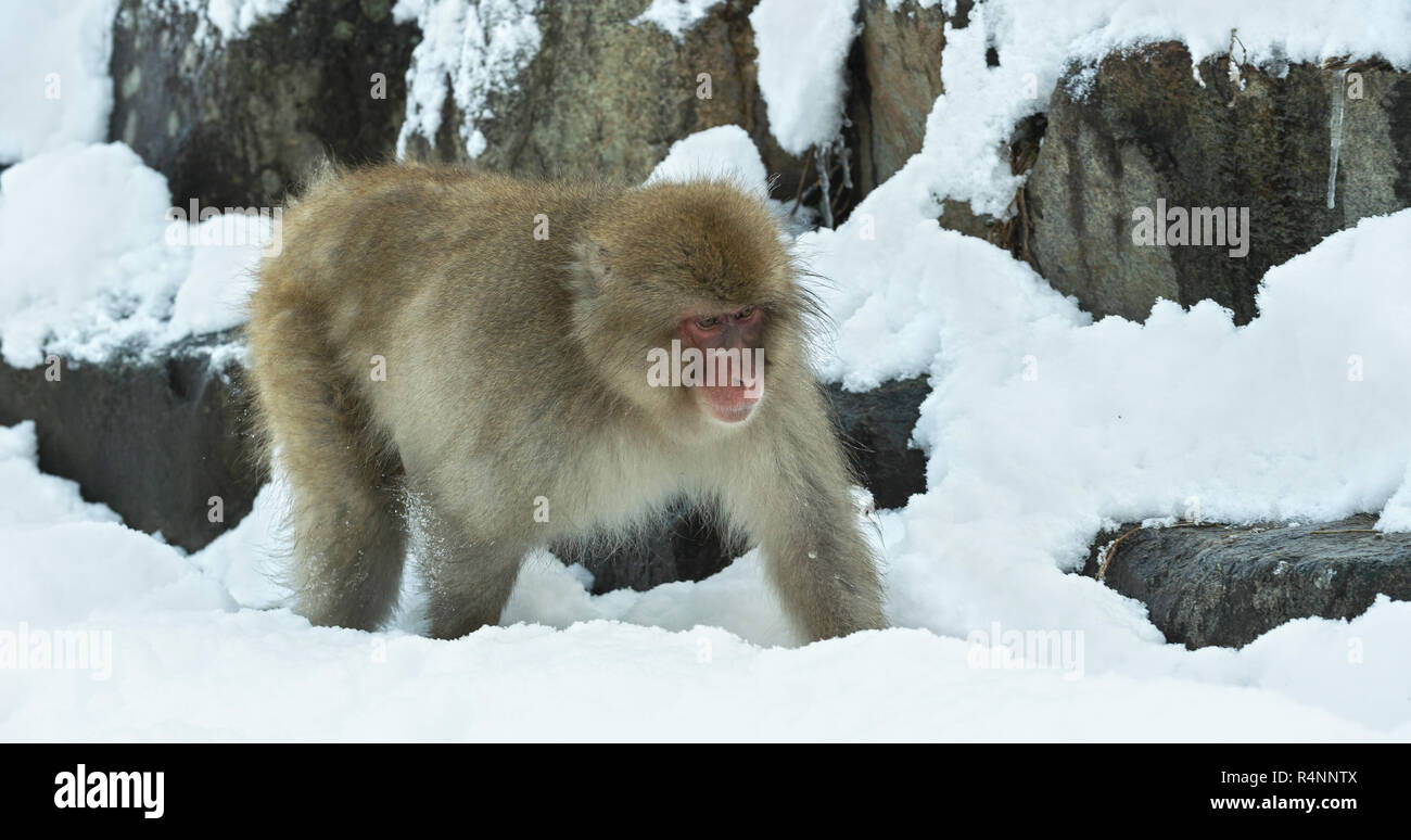 Snow monkey on the snow. Winter season. The Japanese macaque ...