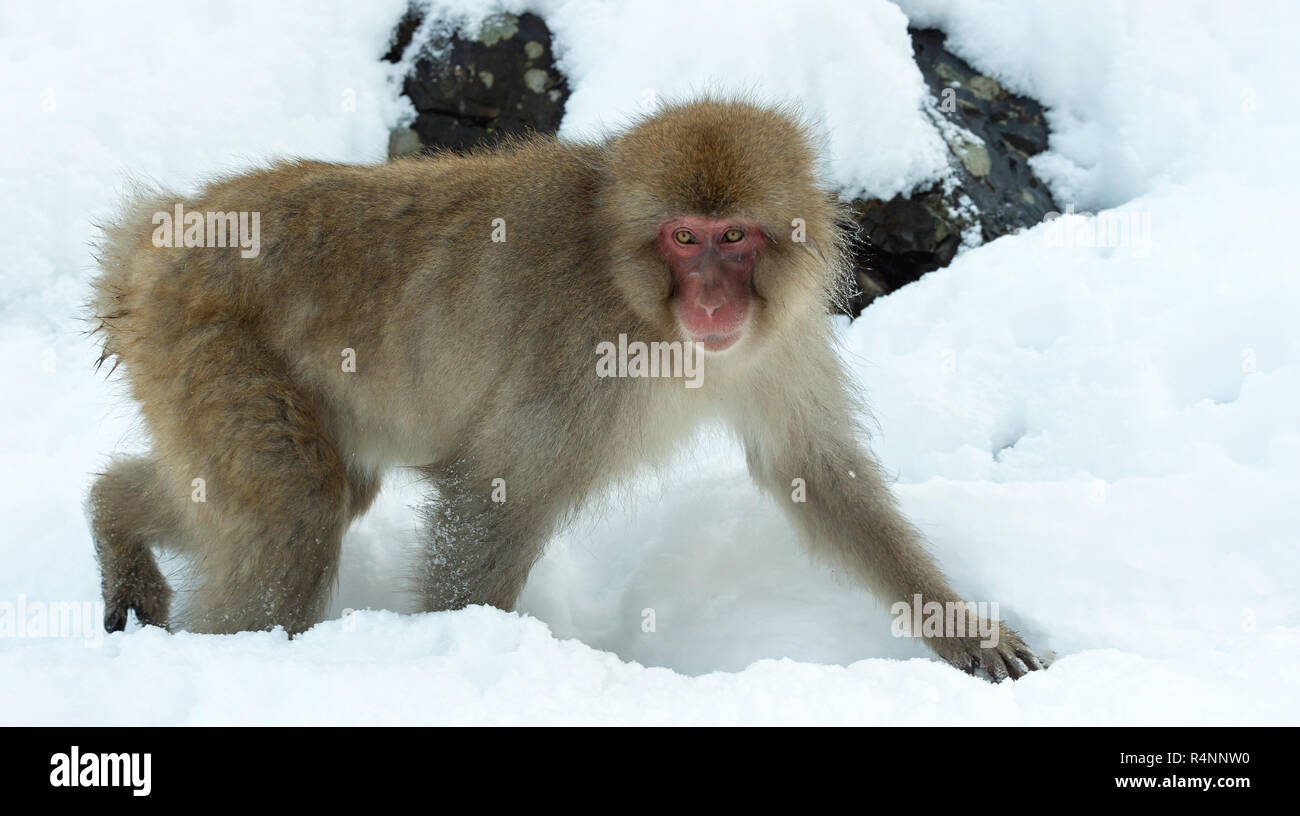 Snow monkey on the snow. Winter season. The Japanese macaque ...