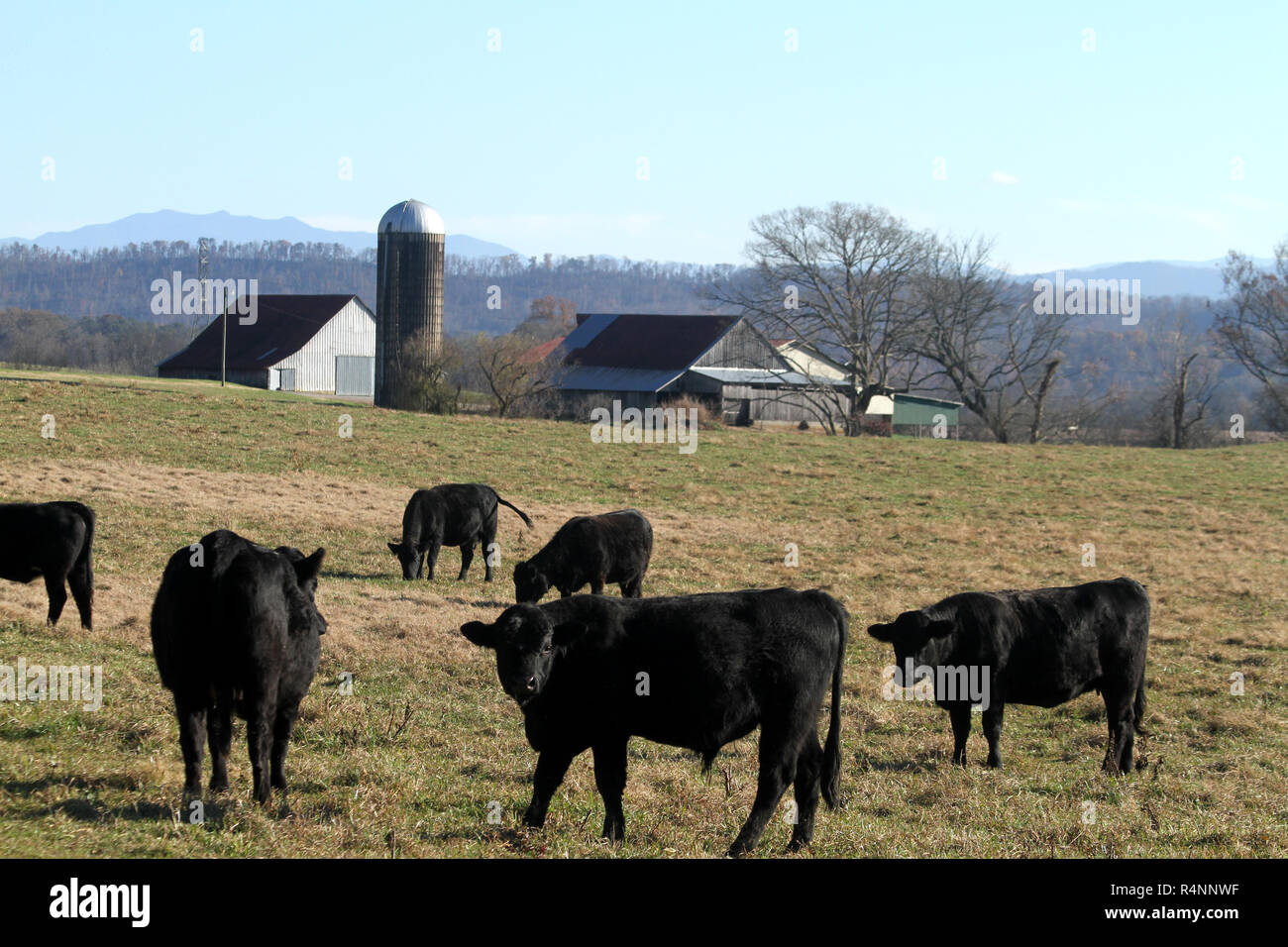 Cattle farm in Tennessee, USA Stock Photo - Alamy