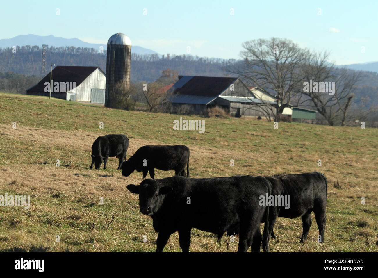 Cattle farm in Tennessee, USA Stock Photo - Alamy