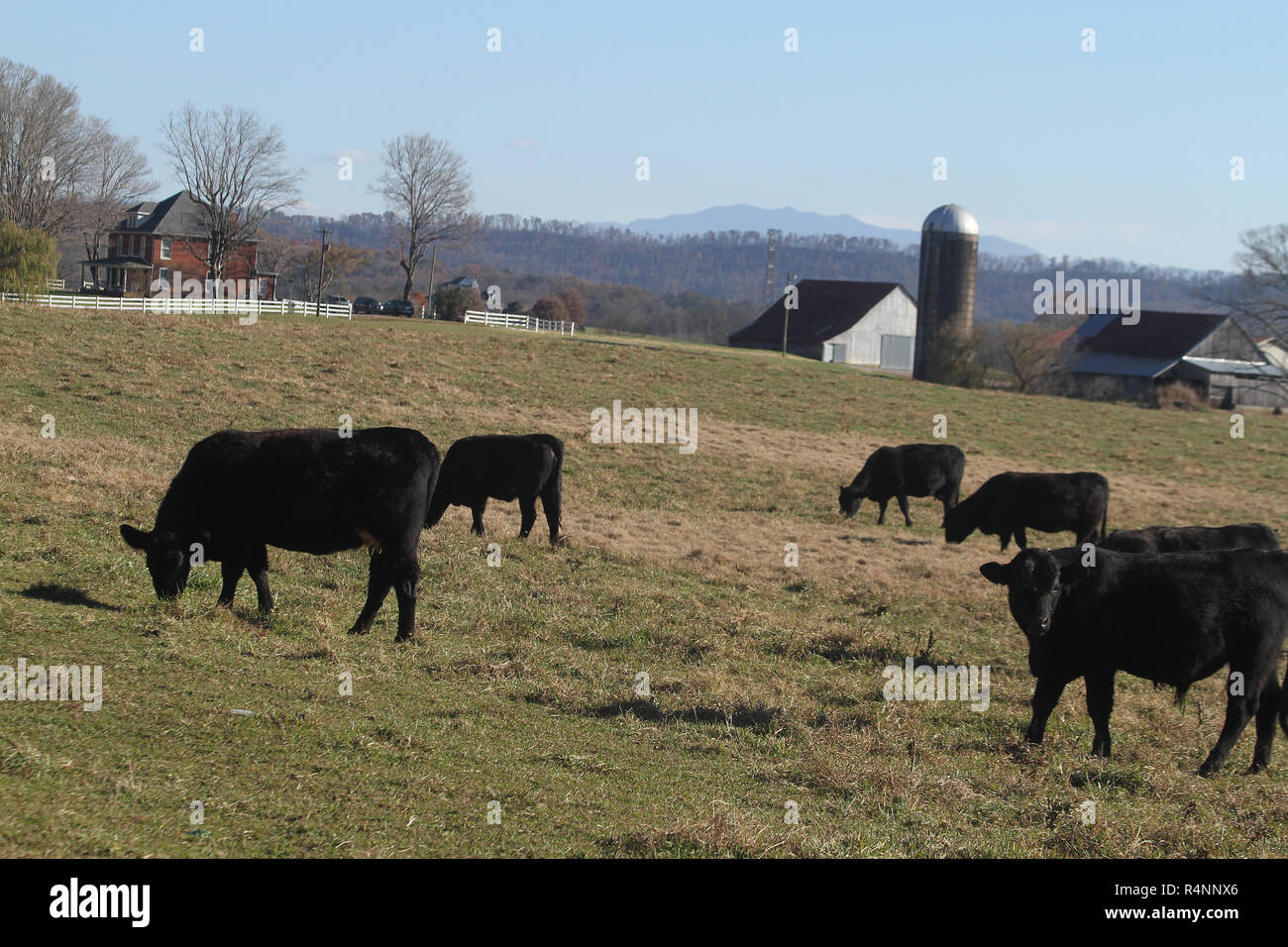 Cattle farm in Tennessee, USA Stock Photo - Alamy