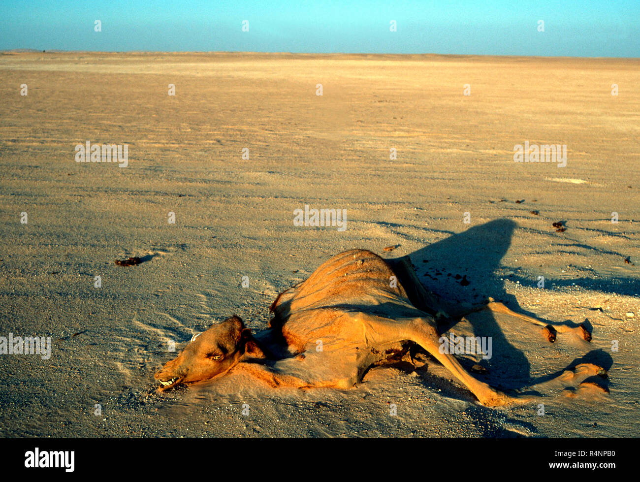 Sahel Drought Stock Photos & Sahel Drought Stock Images - Alamy