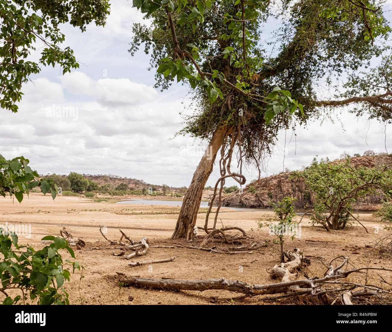 A riverbed with low water in Limpopo province, South Africa Stock Photo ...
