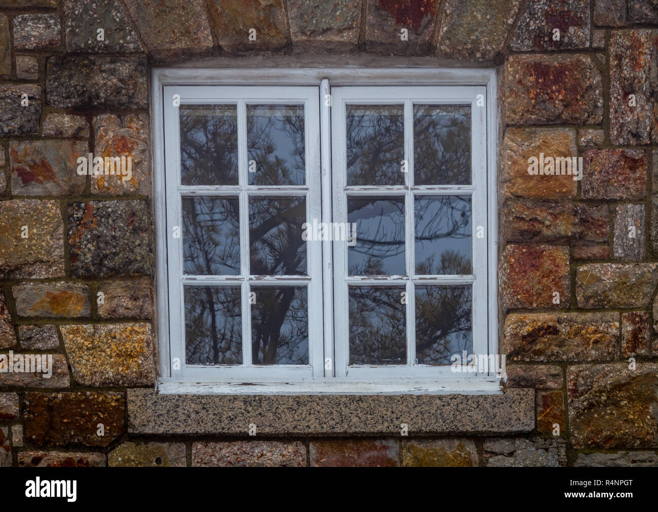 Double-paned window in white reflects bare coniferous pine trees ...