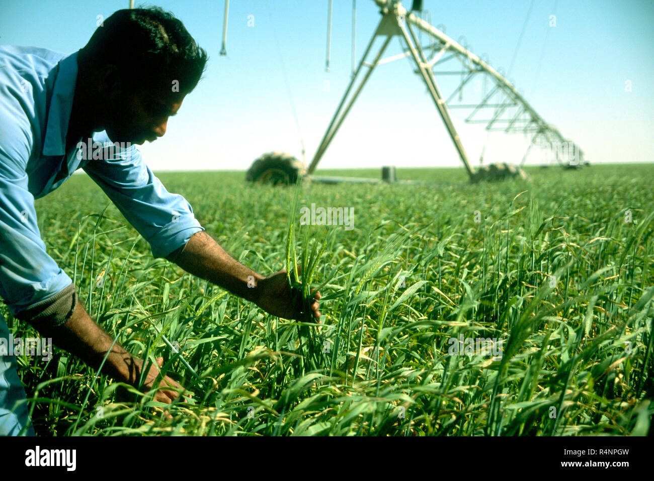 Field crop qatar hi-res stock photography and images - Alamy