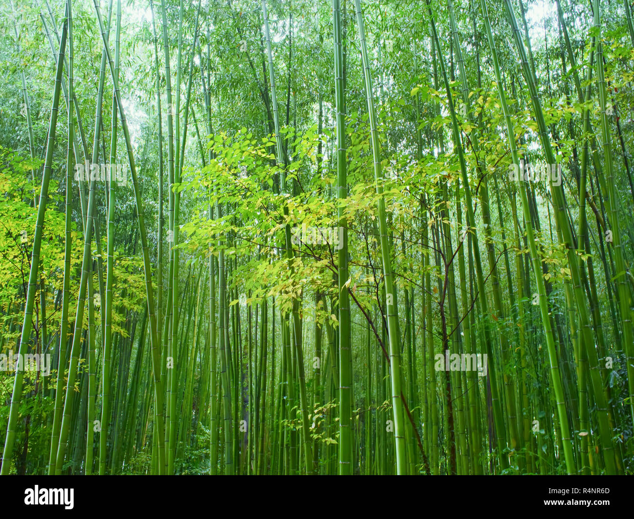 lush green bamboo forest Stock Photo - Alamy