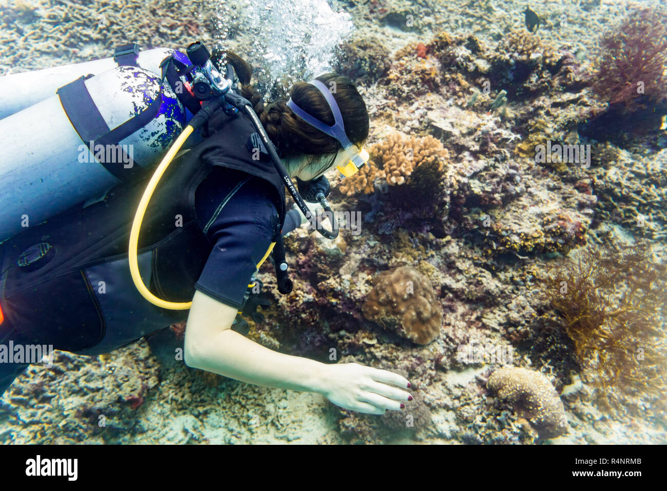 Woman diver at tropical coral reef scuba diving in tropical ocean Stock ...