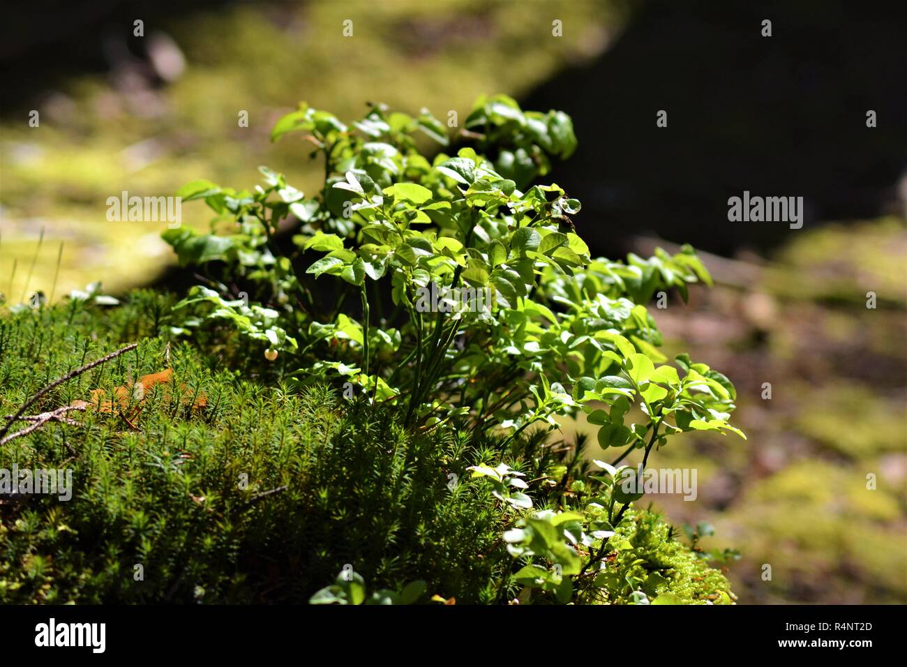 small shrub in the forest with moss Stock Photo - Alamy