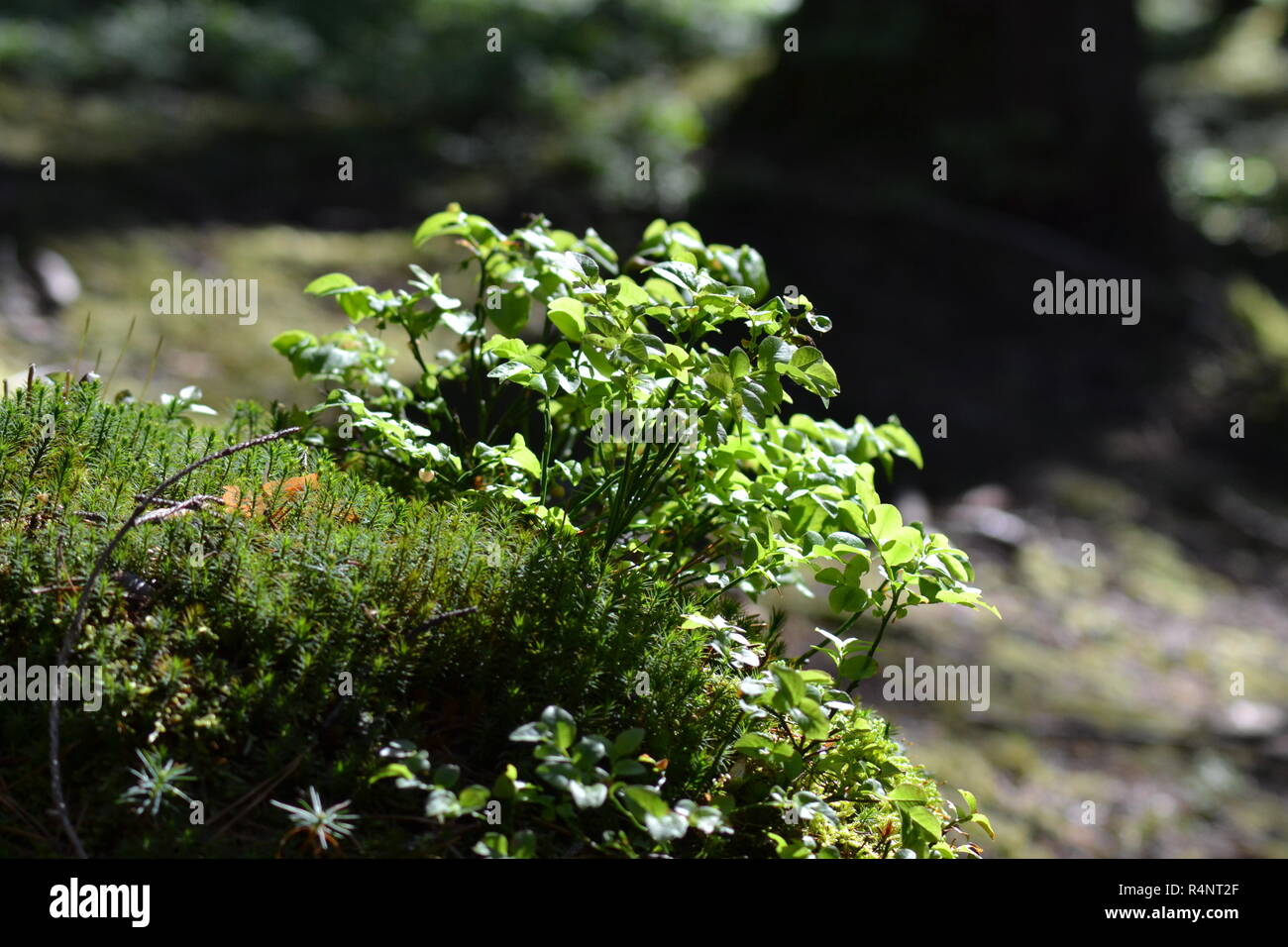 small shrub in the forest with moss Stock Photo - Alamy