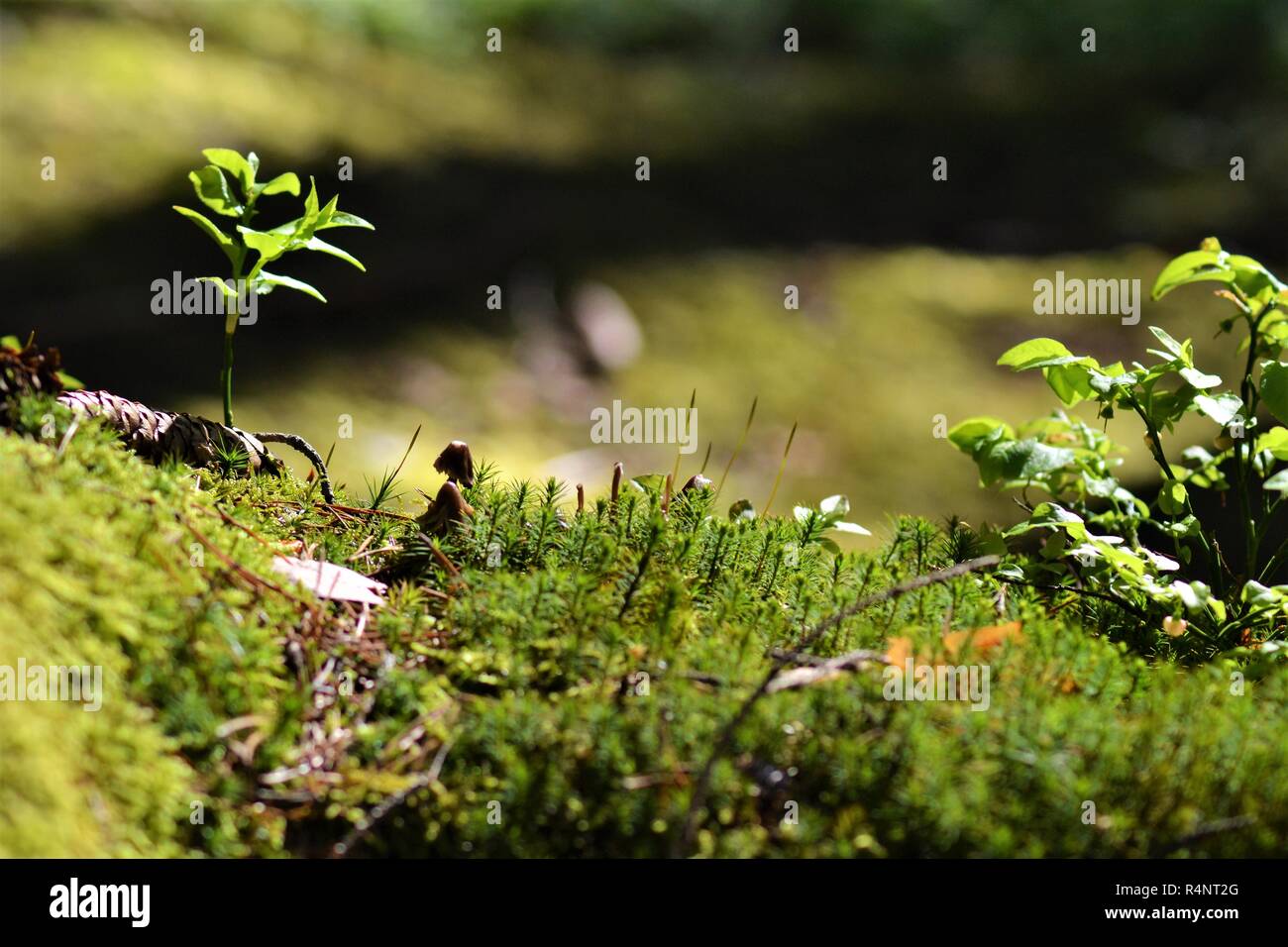 small shrub in the forest with moss Stock Photo - Alamy