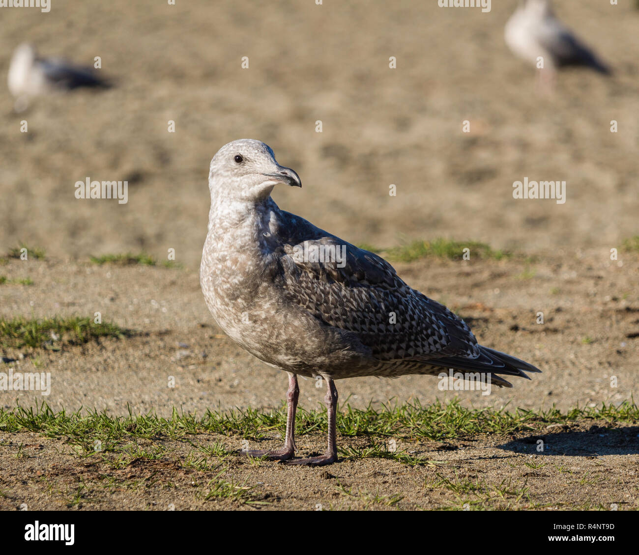 Seagull standing on the beach hi-res stock photography and images - Alamy