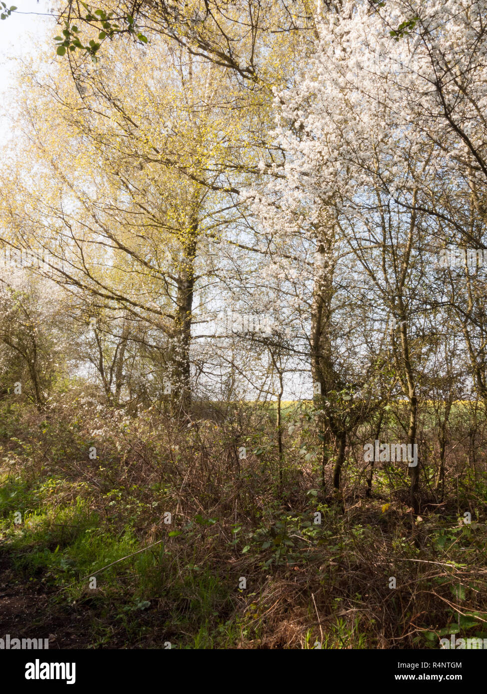 Two Trees in the Middle of A Forest Surrounded by Plants Stock Photo ...