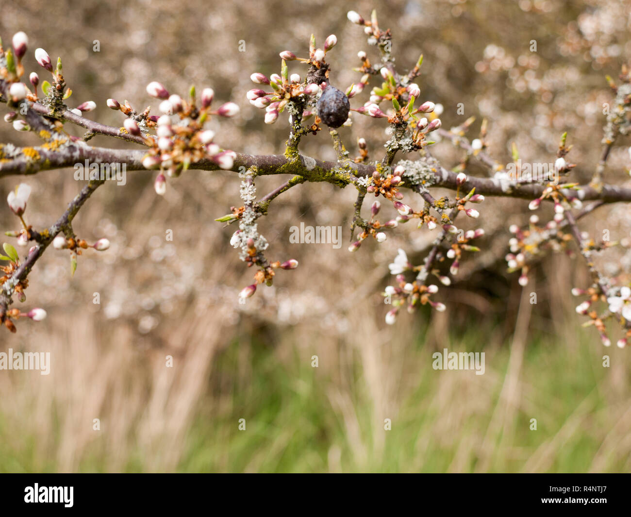 Budded Branch with a Single Dead Berry Stock Photo - Alamy