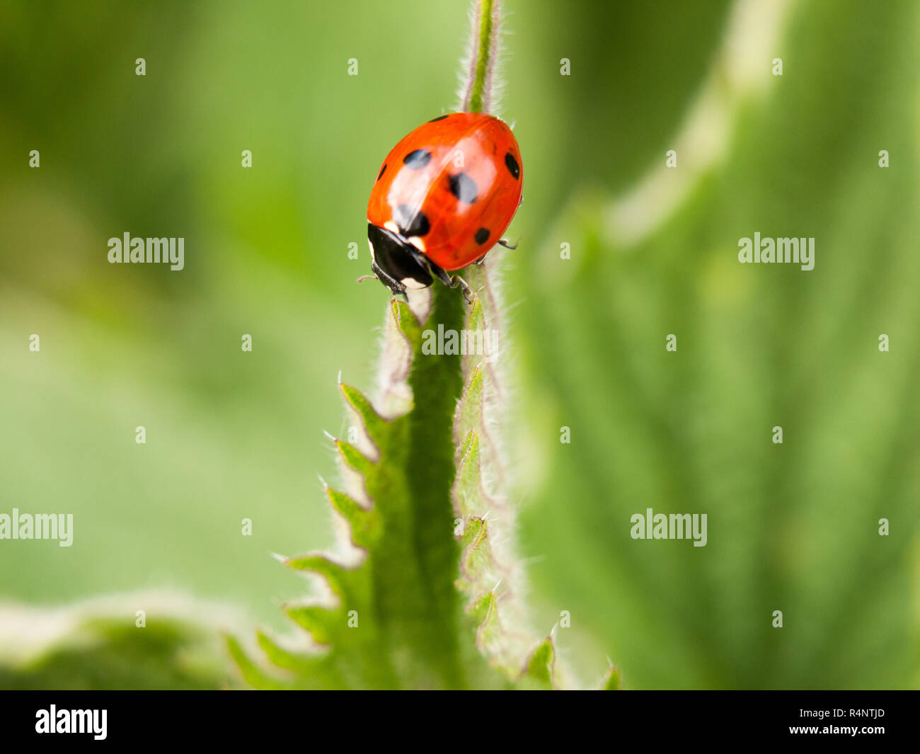 ladybird outside on a leaf in spring Stock Photo - Alamy