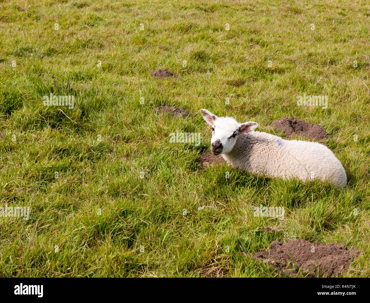 spring cute lamb resting on grass field in spring Stock Photo - Alamy