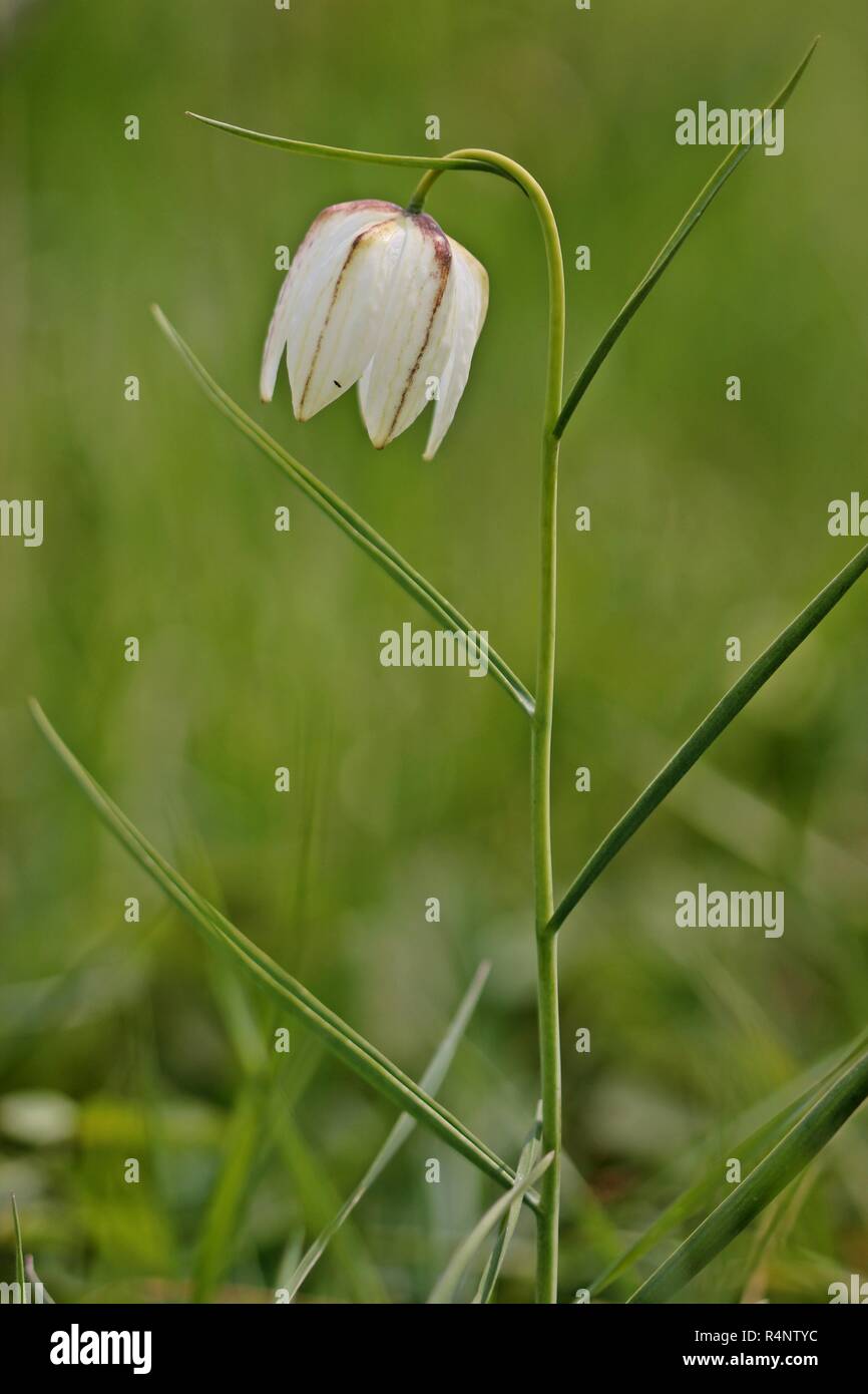 white checkerboard flower (fritillaria meleagris) with insect Stock ...