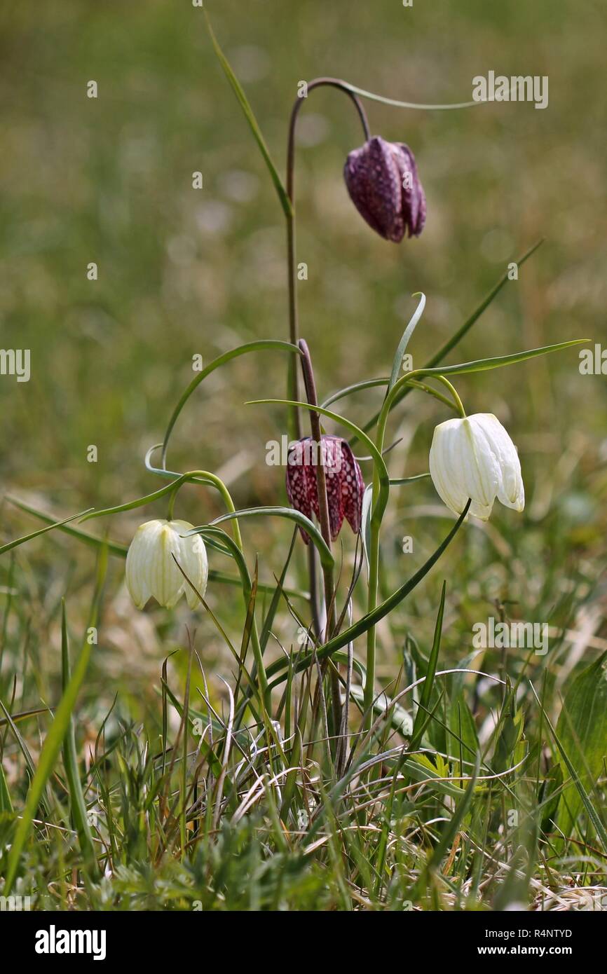 Blossom of the checkerboard flower fritillaria meleagris hi-res stock ...
