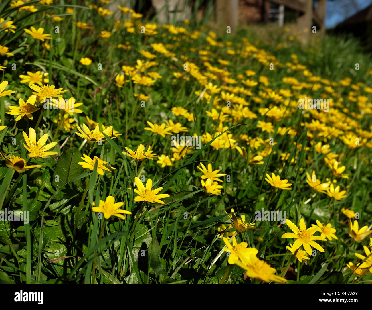 Yellow celandine flowers hi-res stock photography and images - Alamy