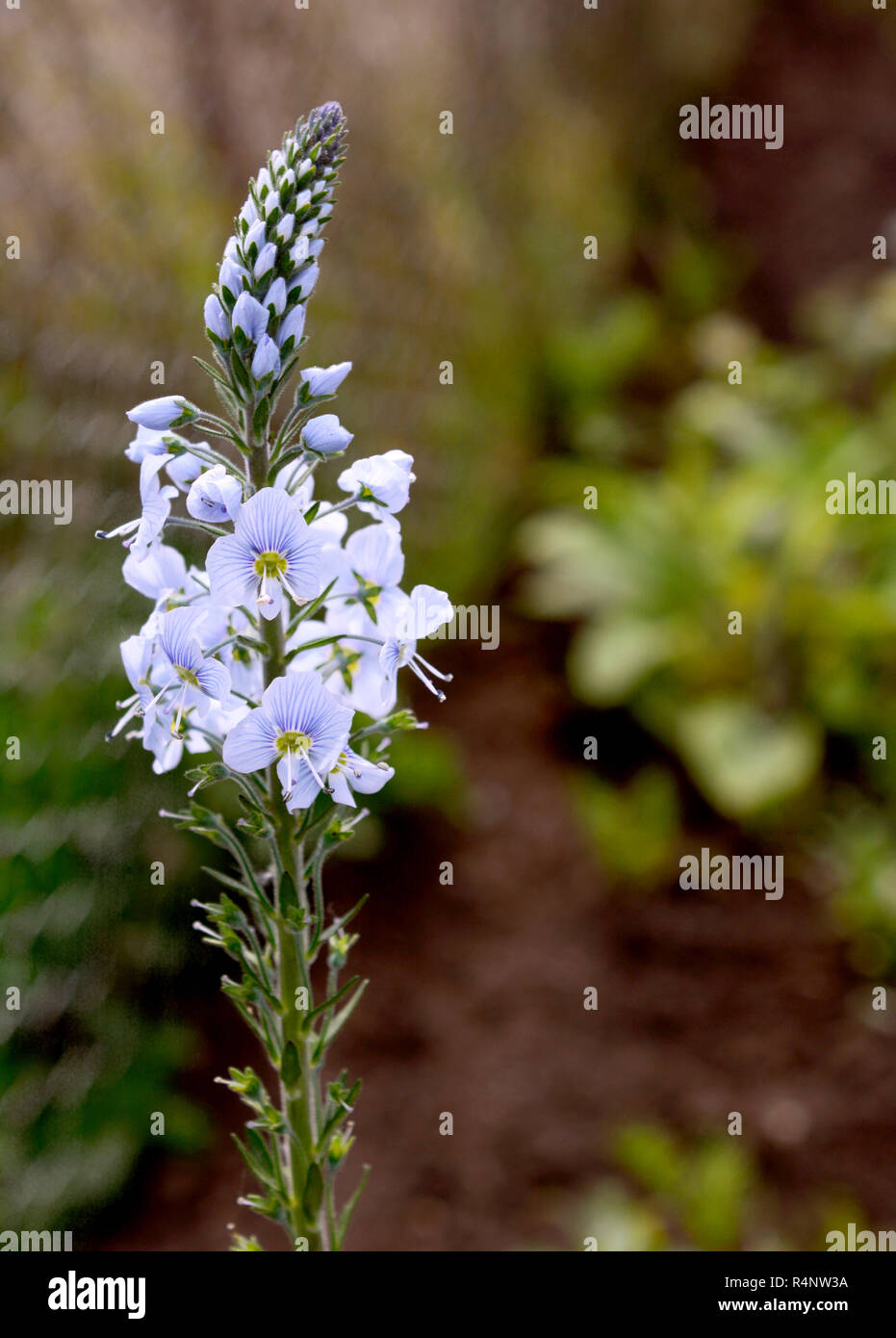 Blue flowers of speedwell plant Stock Photo - Alamy