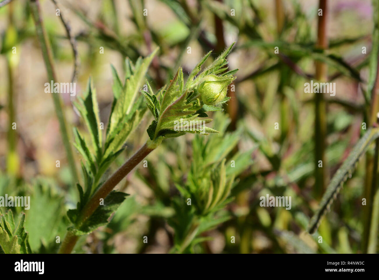 Geum leaves hi-res stock photography and images - Alamy