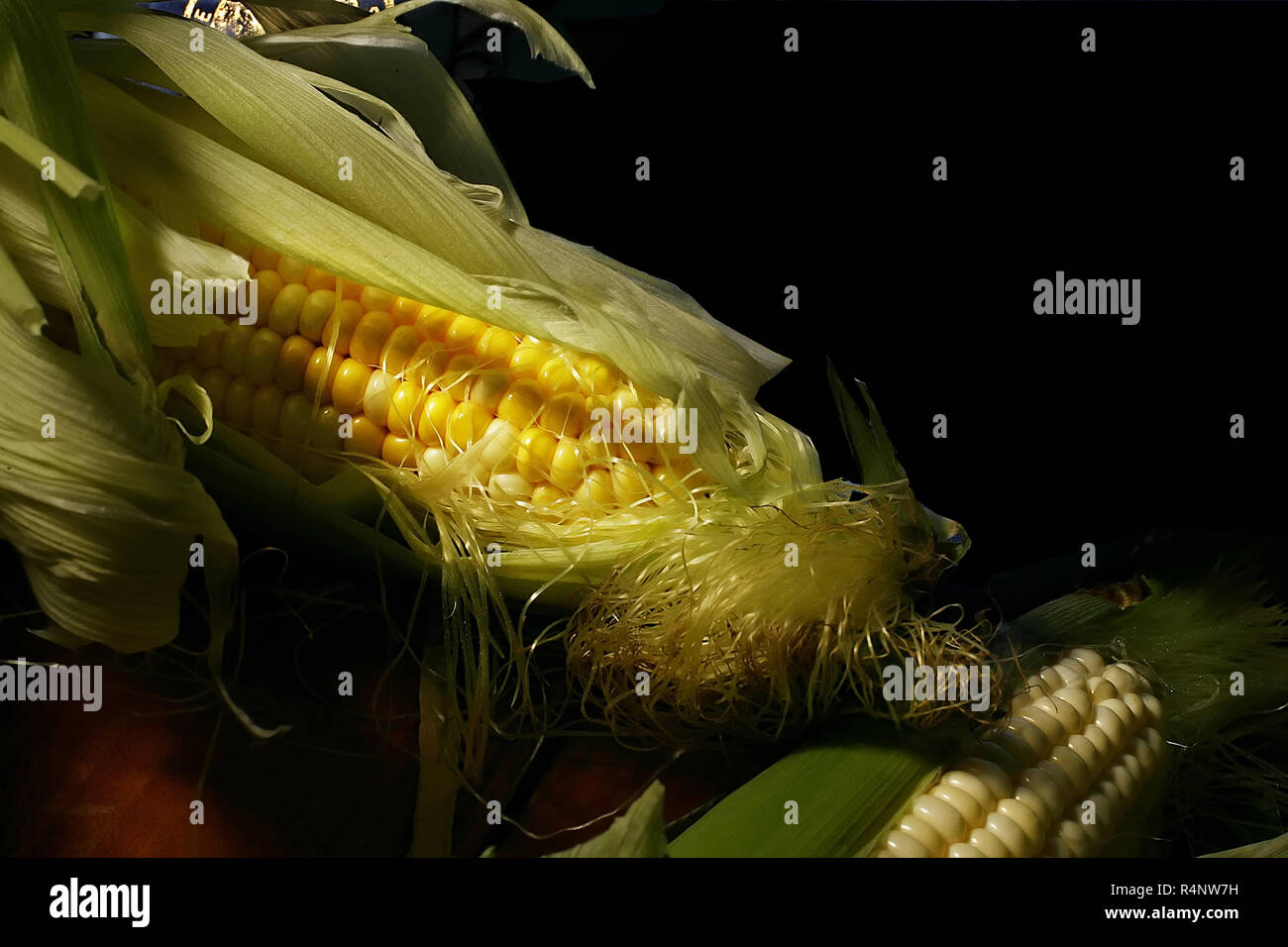 Sweet corn in husk is seen in a shaft of sunlight with a dark area for ...