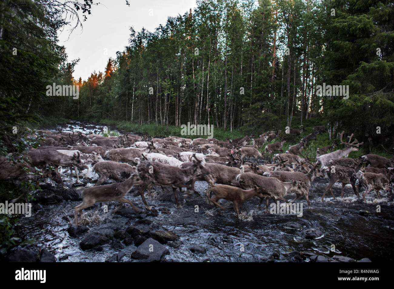 Sami reindeer hi-res stock photography and images - Alamy