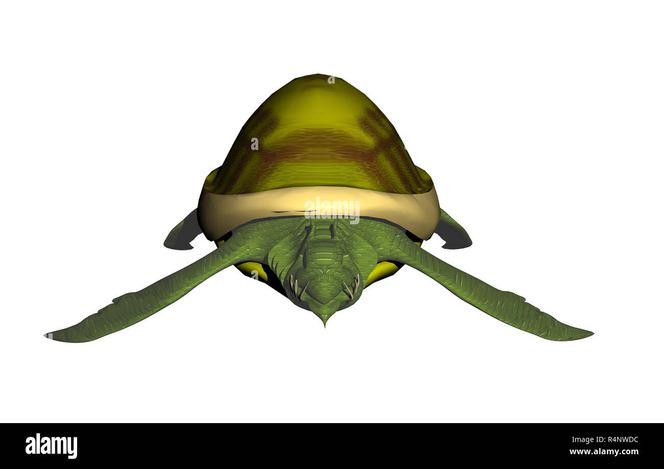 sea turtle isolated Stock Photo - Alamy