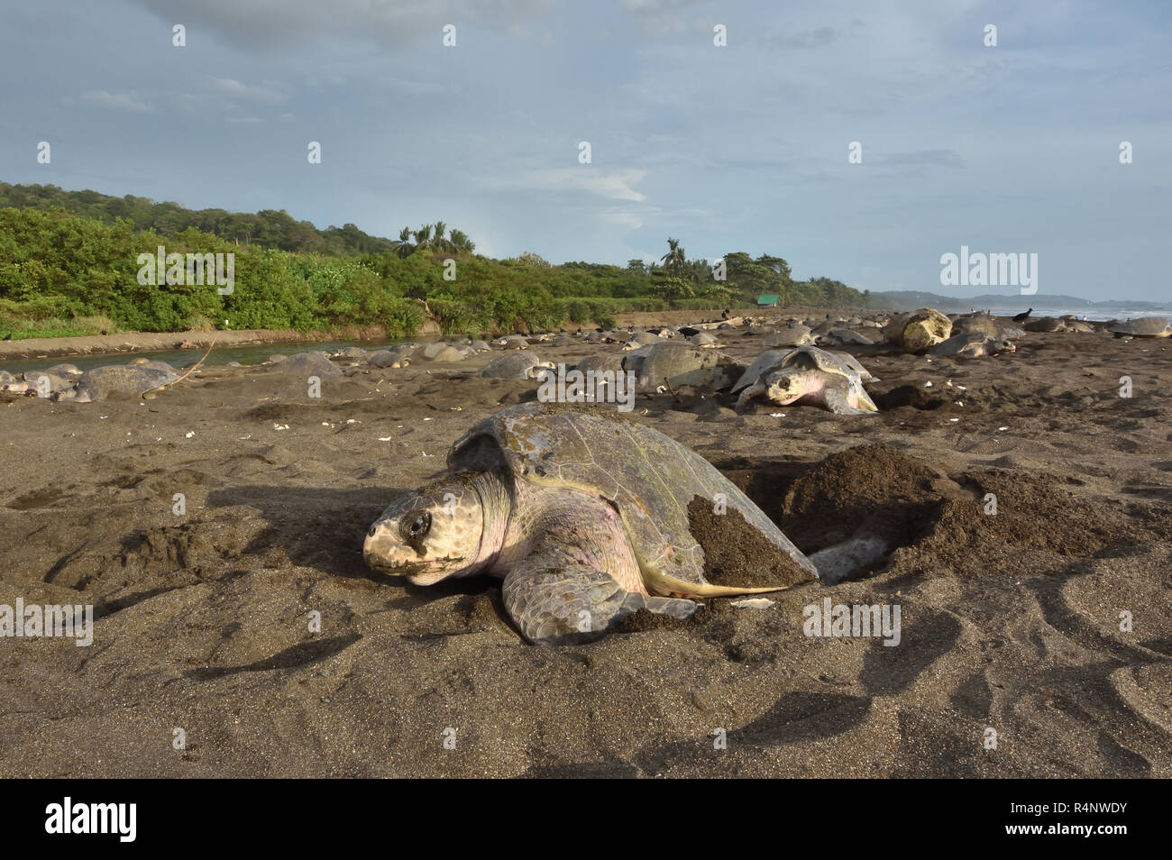 A Massive turtles nesting of Olive Ridley sea turtles in Ostional beach ...