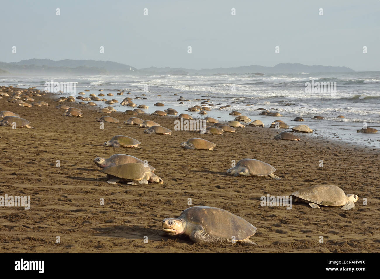 A Massive turtles nesting of Olive Ridley sea turtles in Ostional beach ...