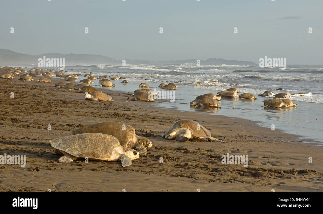A Massive turtles nesting of Olive Ridley sea turtles in Ostional beach ...