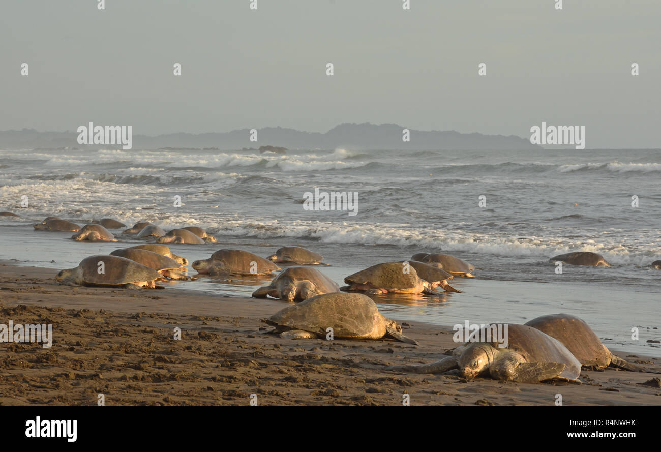 A Massive turtles nesting of Olive Ridley sea turtles in Ostional beach ...