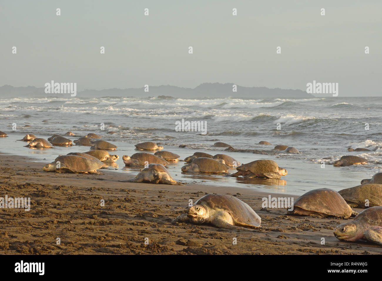 A Massive turtles nesting of Olive Ridley sea turtles in Ostional beach ...