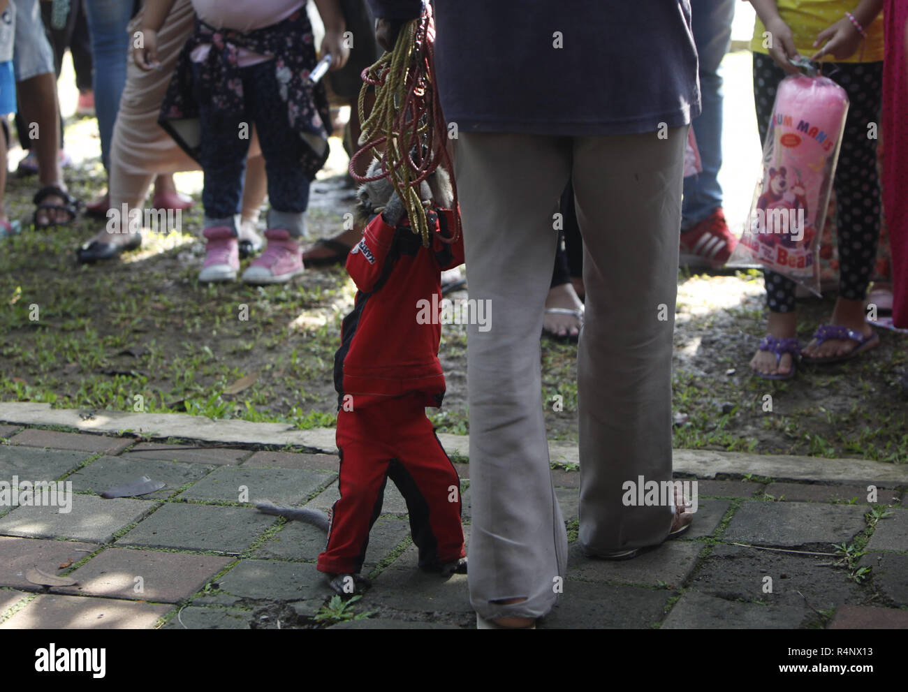 Java monkey man hi-res stock photography and images - Alamy