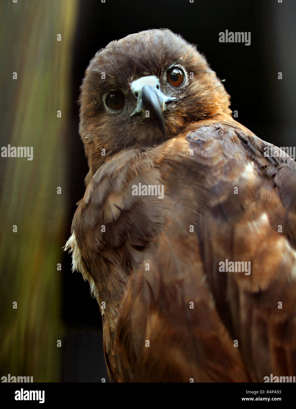 Hawaiian Hawk Stock Photos & Hawaiian Hawk Stock Images - Alamy