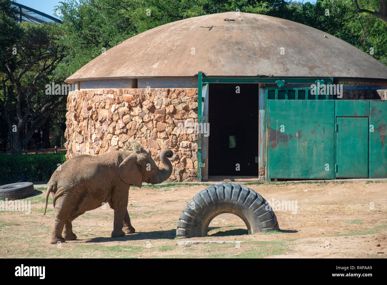 South africa animal sanctuary captive captivity zoo hi-res stock ...