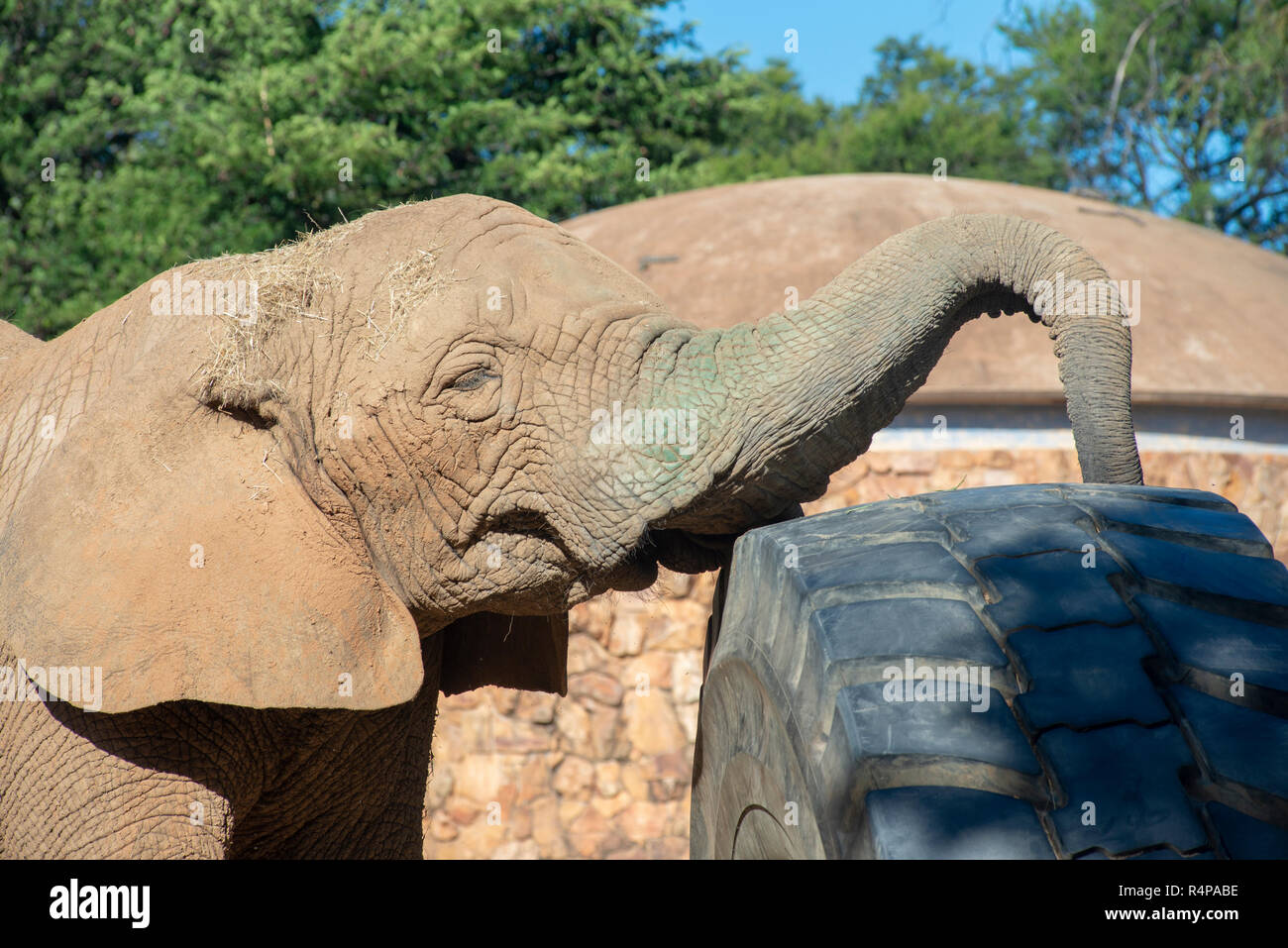 Stillborn Elephant