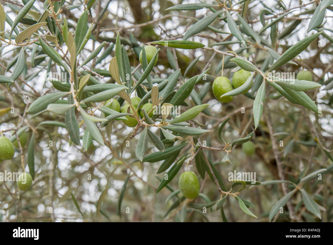 Green olives hanging on tree hi-res stock photography and images - Alamy