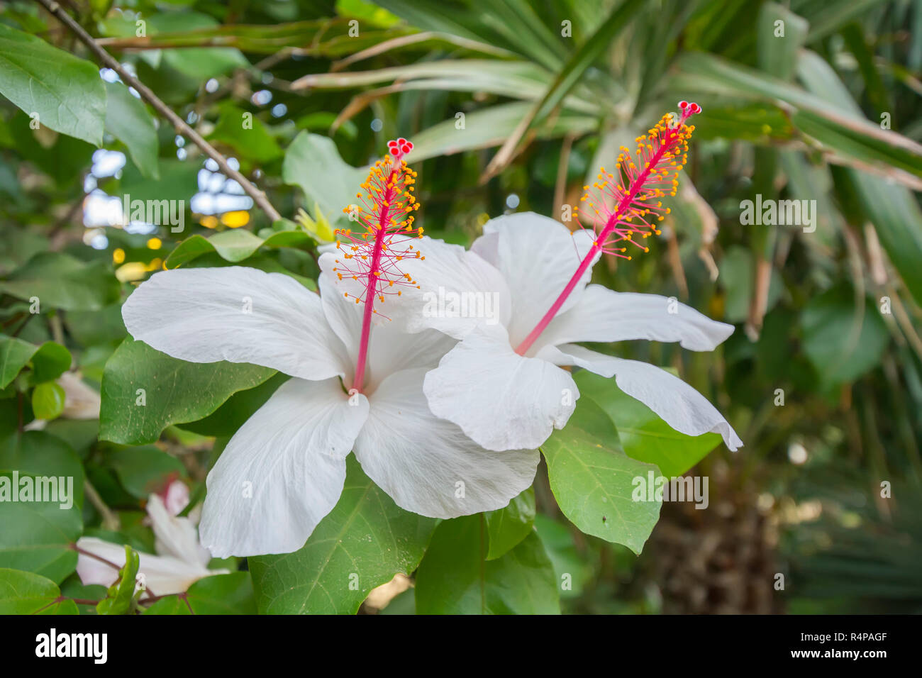 White Hibiscus flowers in a beautiful garden Stock Photo - Alamy
