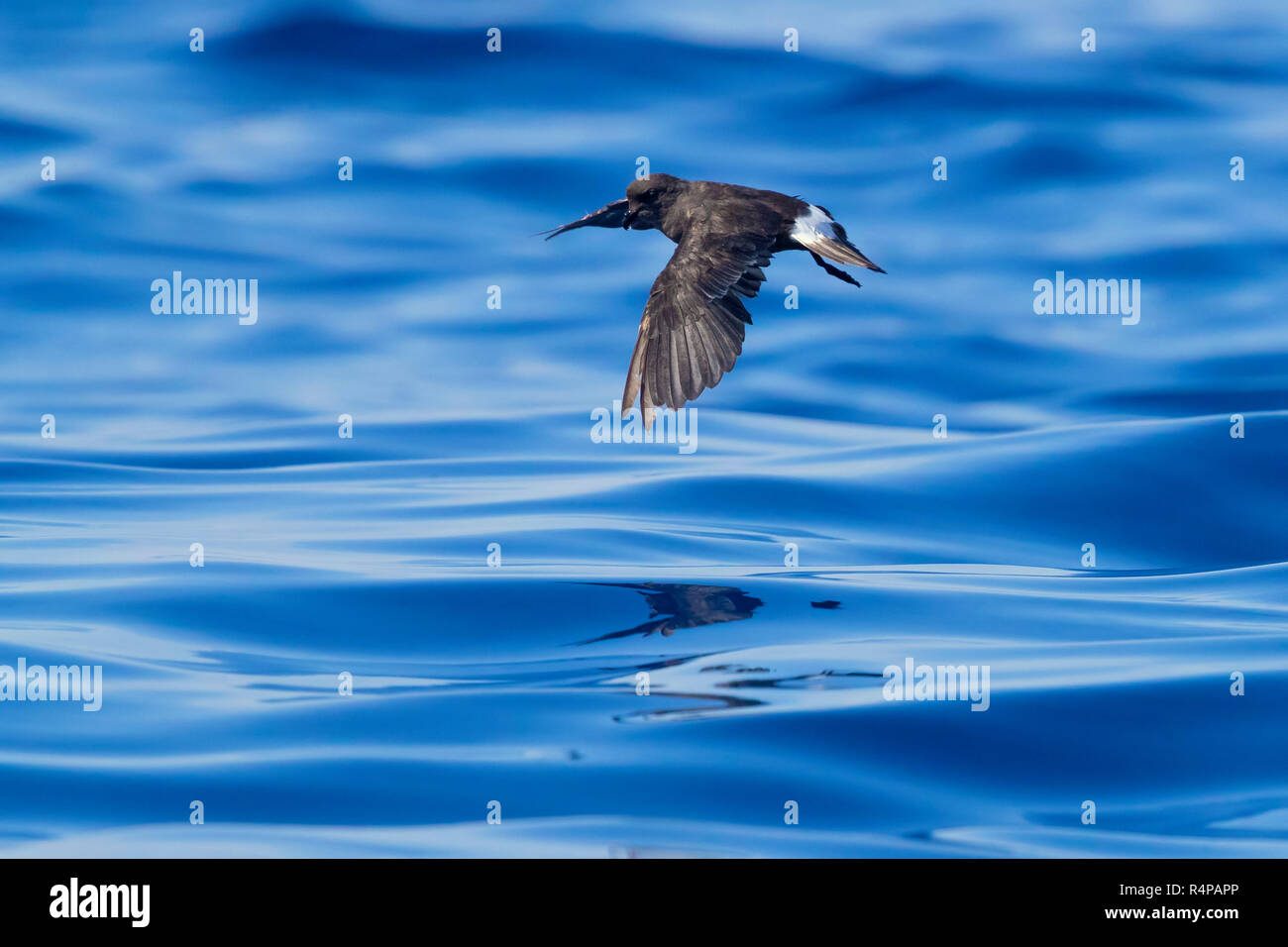 European Storm Petrel (Hydrobates pelagicus melitensis), individual in ...