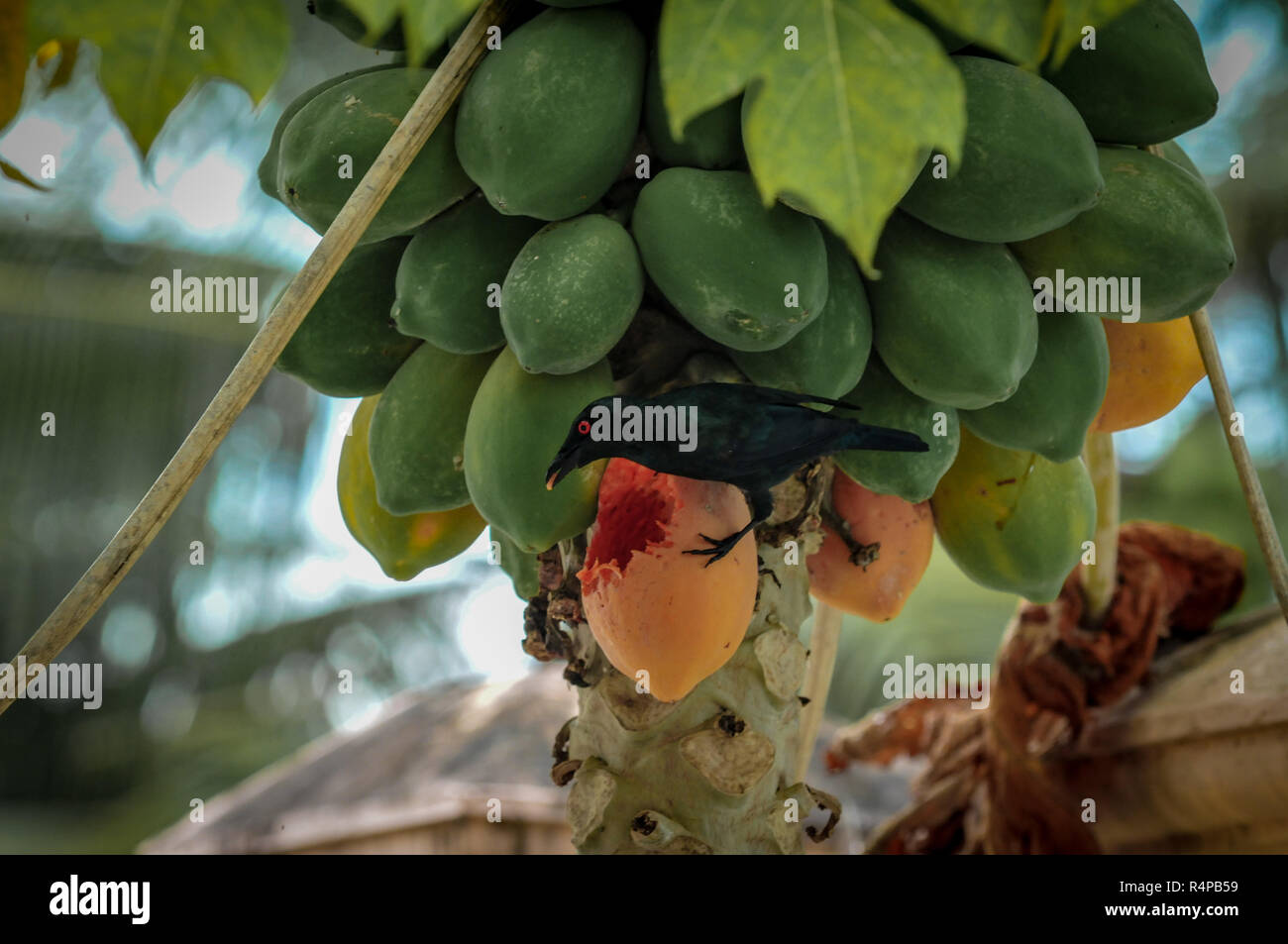 bird eating papaya Stock Photo - Alamy