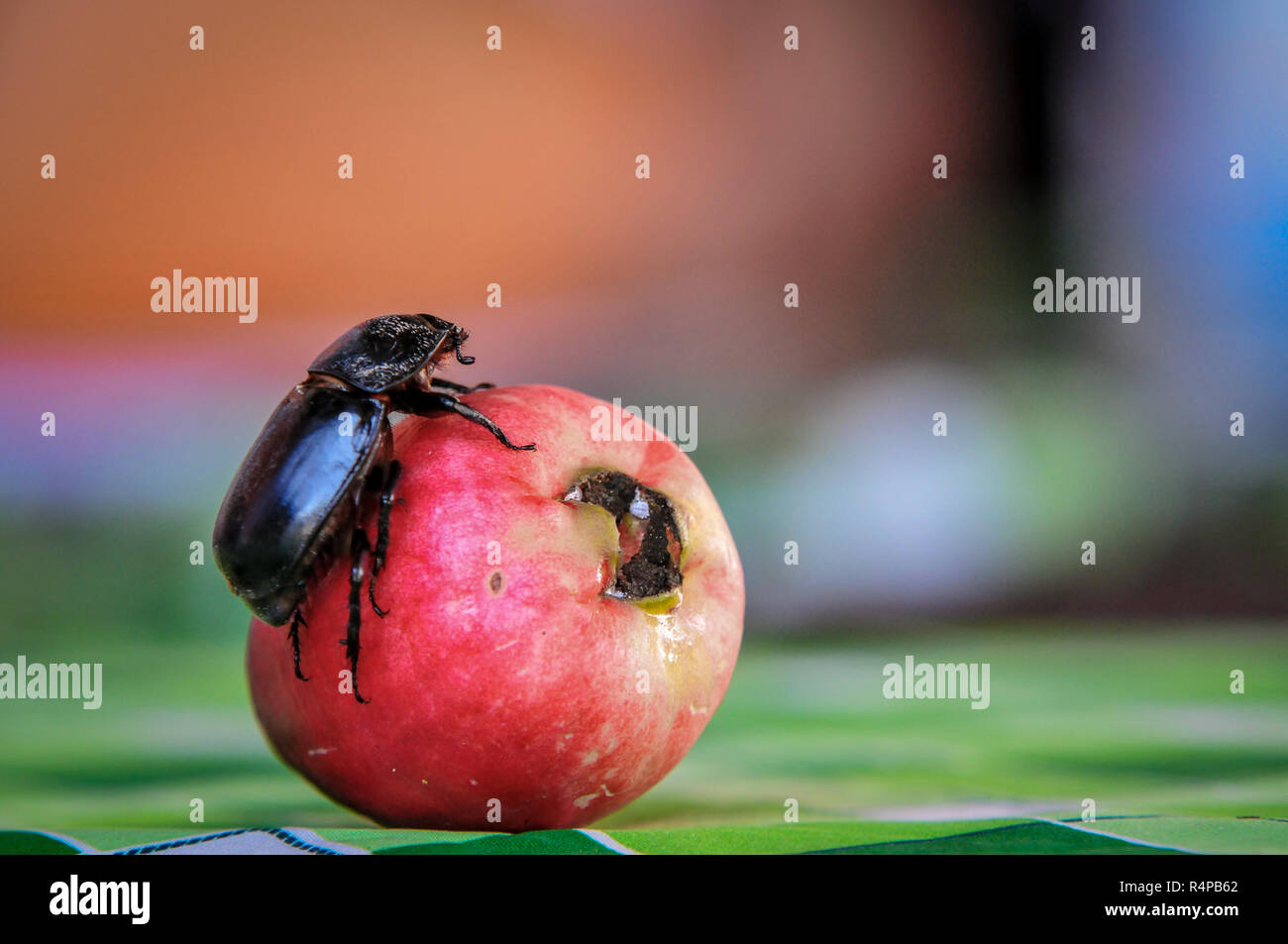 Bug with hard shell hi-res stock photography and images - Alamy