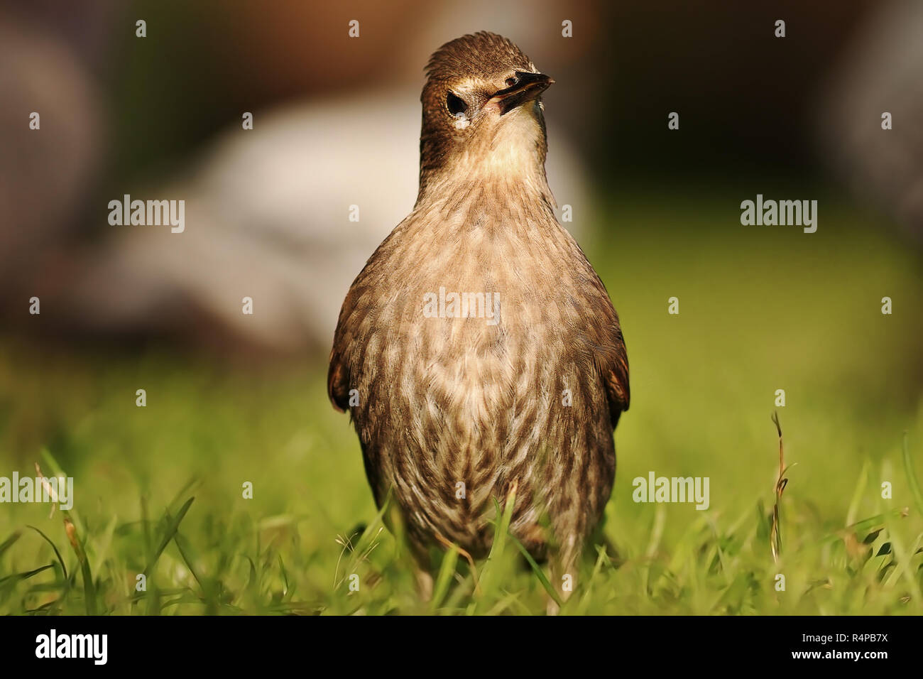 Young common starling hi-res stock photography and images - Alamy